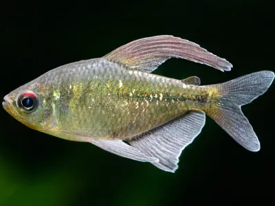 Freshwater Aquarium Species Selector in Database