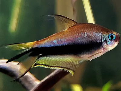 Fresh Water Aquarium Fish Finder