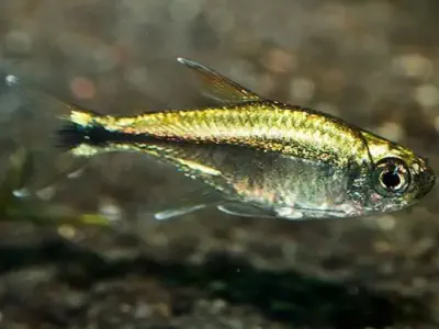 Fresh Water Aquarium Fish Finder