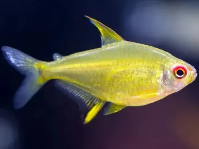 Fresh Water Aquarium Fish Finder