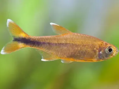 Fresh Water Aquarium Fish Finder