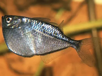 Fish Selector: Freshwater