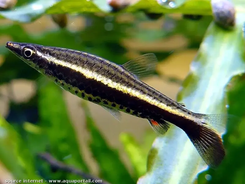 Fresh Water Aquarium Fish Finder