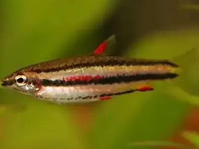 Fresh Water Aquarium Fish Finder