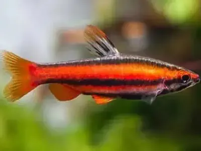 Fresh Water Aquarium Fish Finder