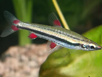 Fresh Water Aquarium Fish Finder