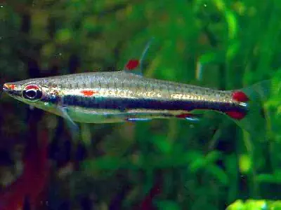 Fresh Water Aquarium Fish Finder