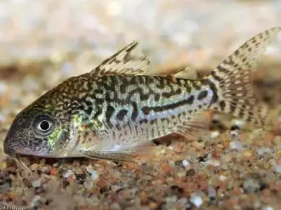 Fish Selector: Freshwater