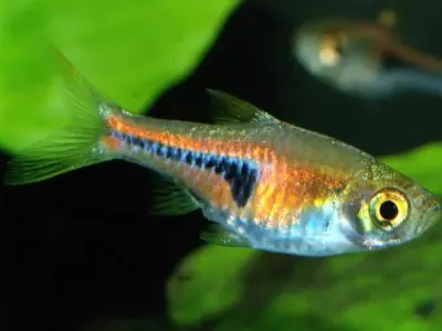 Fresh Water Aquarium Fish Finder