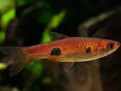 Fresh Water Aquarium Fish Finder