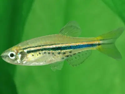 Fresh Water Aquarium Fish Finder