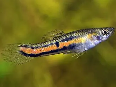 Fresh Water Aquarium Fish Finder