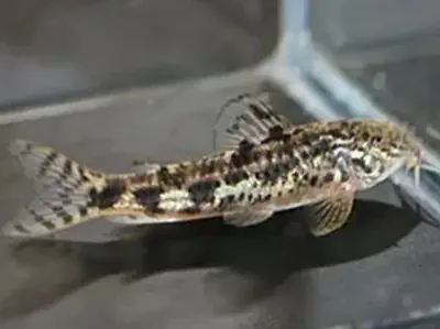 Fresh Water Aquarium Fish Finder