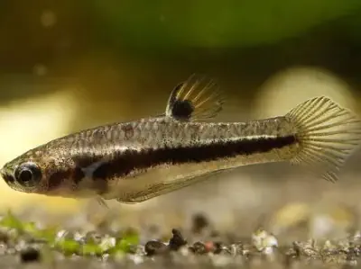 Fresh Water Aquarium Fish Finder