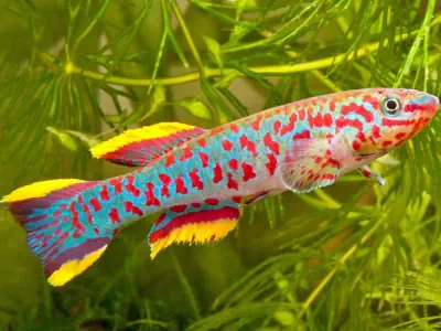 Fresh Water Aquarium Fish Finder