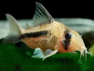 Fresh Water Aquarium Fish Finder