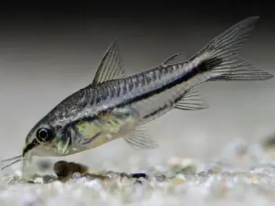 Fresh Water Aquarium Fish Finder