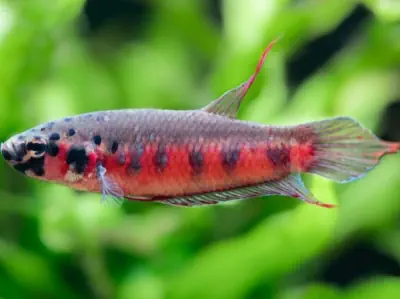 Fresh Water Aquarium Fish Finder