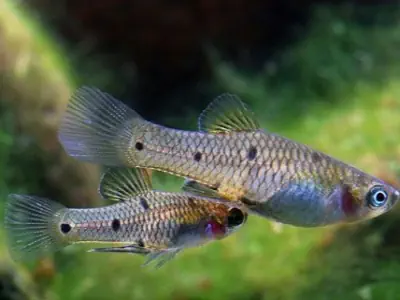 Fresh Water Aquarium Fish Finder