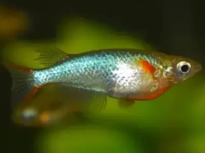 Fresh Water Aquarium Fish Finder