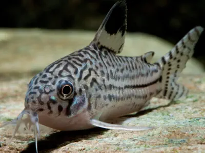 Fish Selector: Freshwater