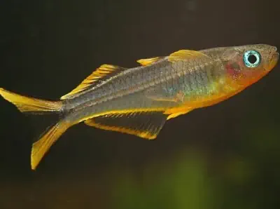 Fish Selector: Freshwater