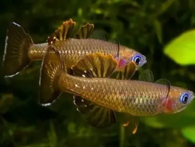 Fresh Water Aquarium Fish Finder