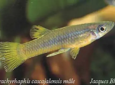 Fresh Water Aquarium Fish Finder