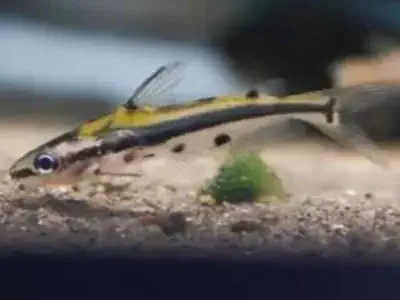 Fresh Water Aquarium Fish Finder