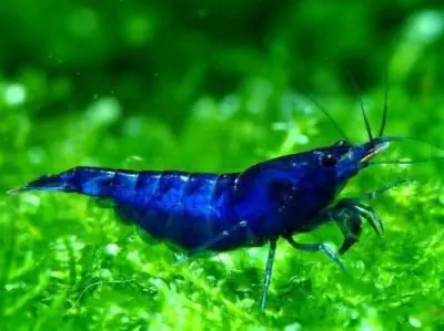 Fresh Water Aquarium Fish Database