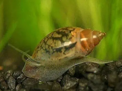 Fresh Water Aquarium Fish Database